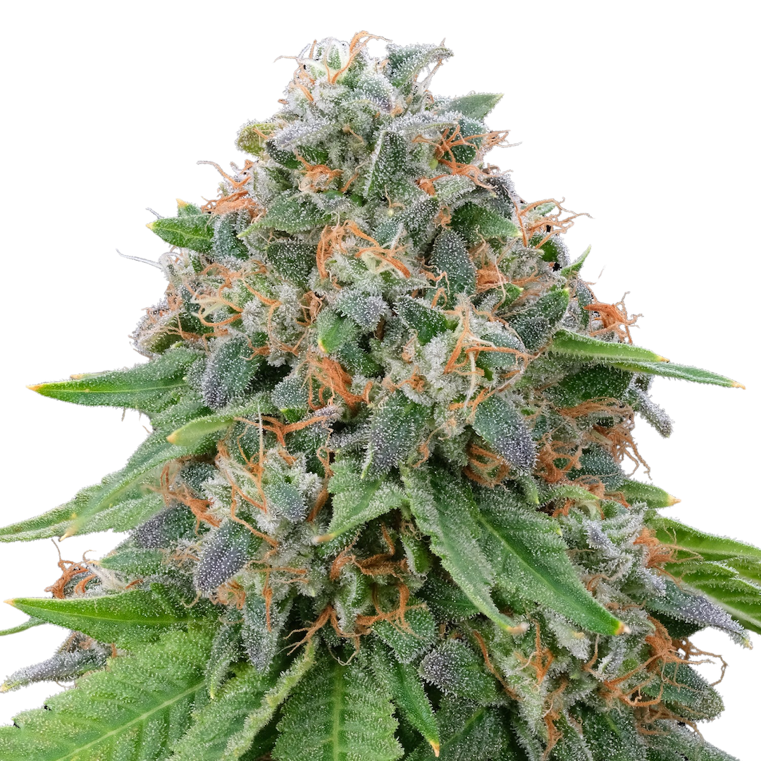 Guava Jam - Strain Guide | Verano