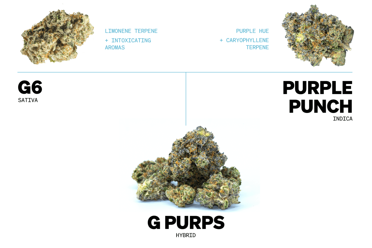 Cannabis Cannabis Strain Explainer - Verano
